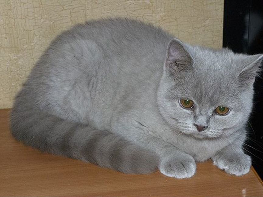 Британские котята