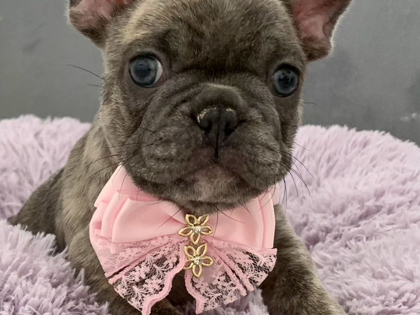 Французский бульдог голубого окраса