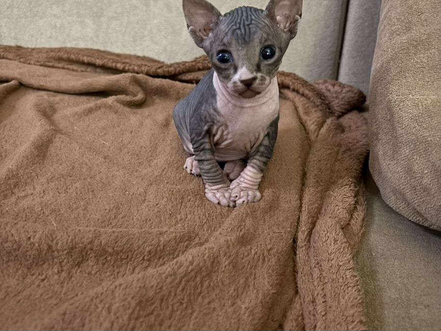 Канадский сфинкс