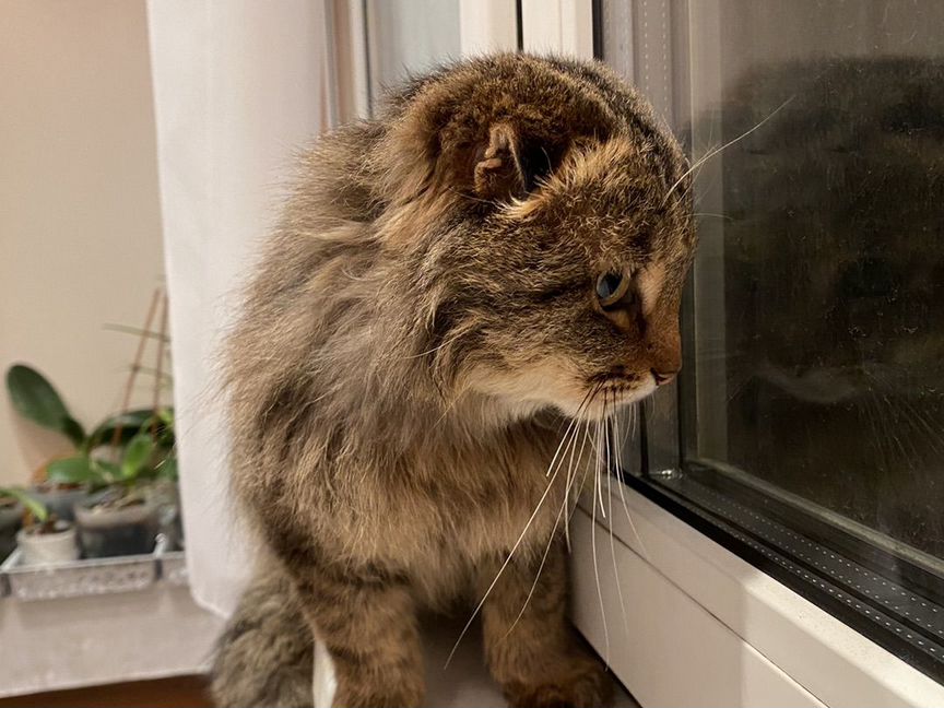 Кот шотландский вислоухий 2 года