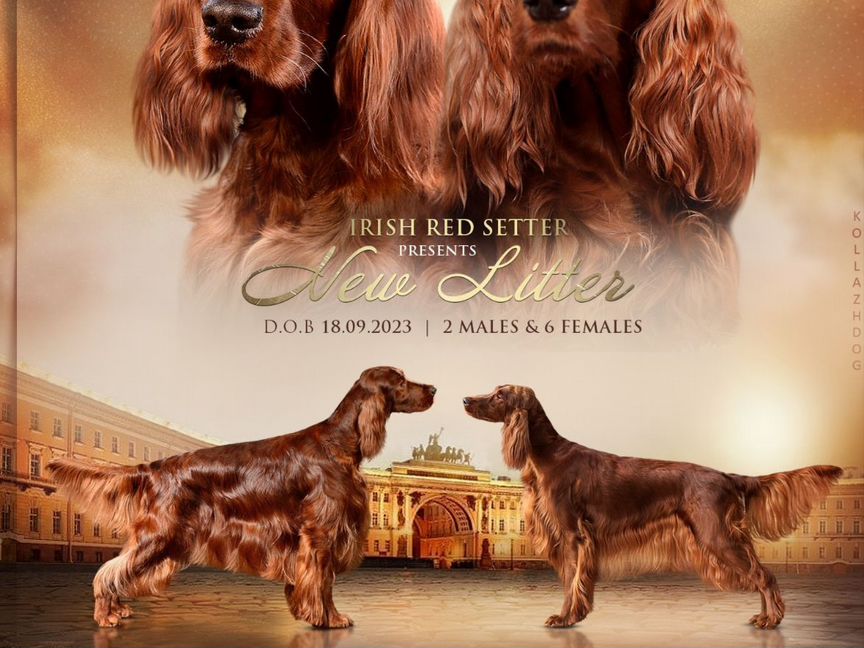 Щенки ирландский сеттер