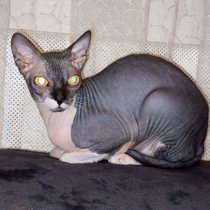 Канадский сфинкс