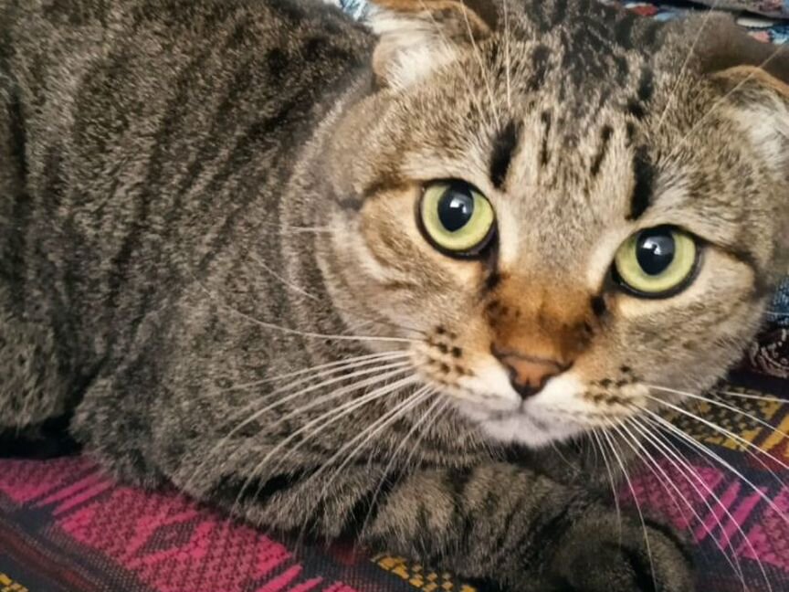 Кошка в дар вислоухая