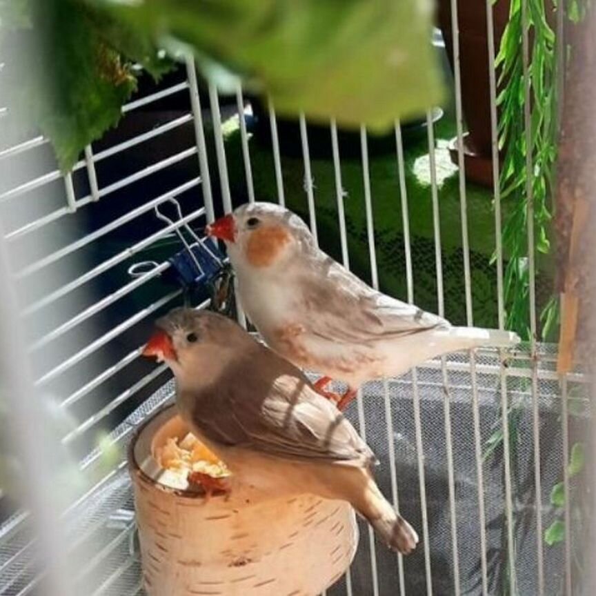 Зебровые амадины