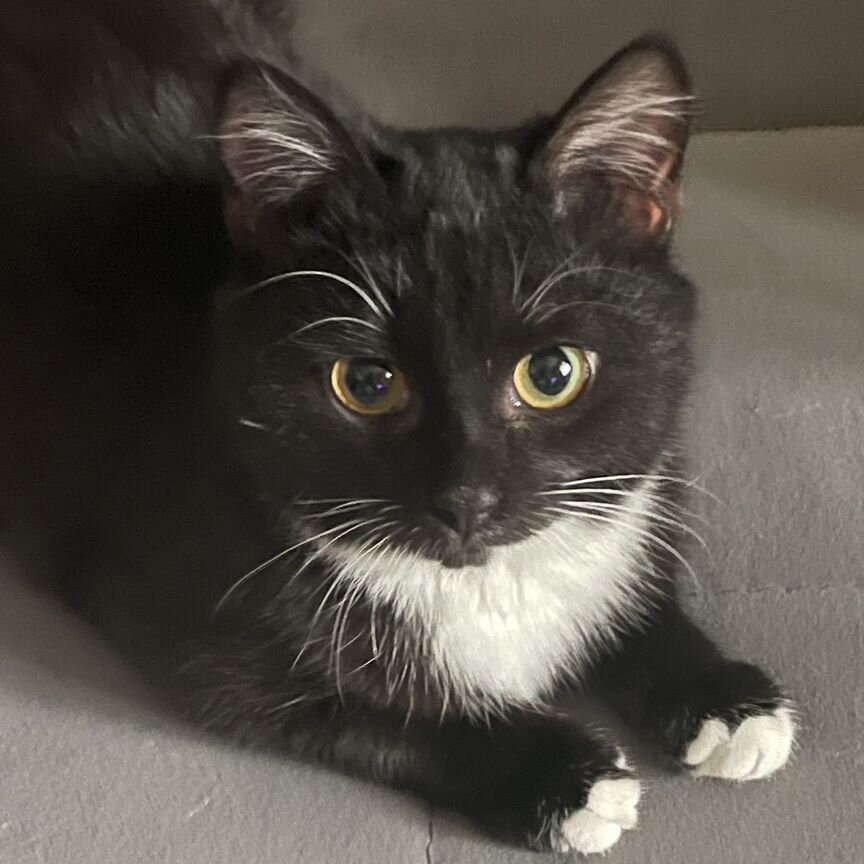 Котёнок в добрые руки