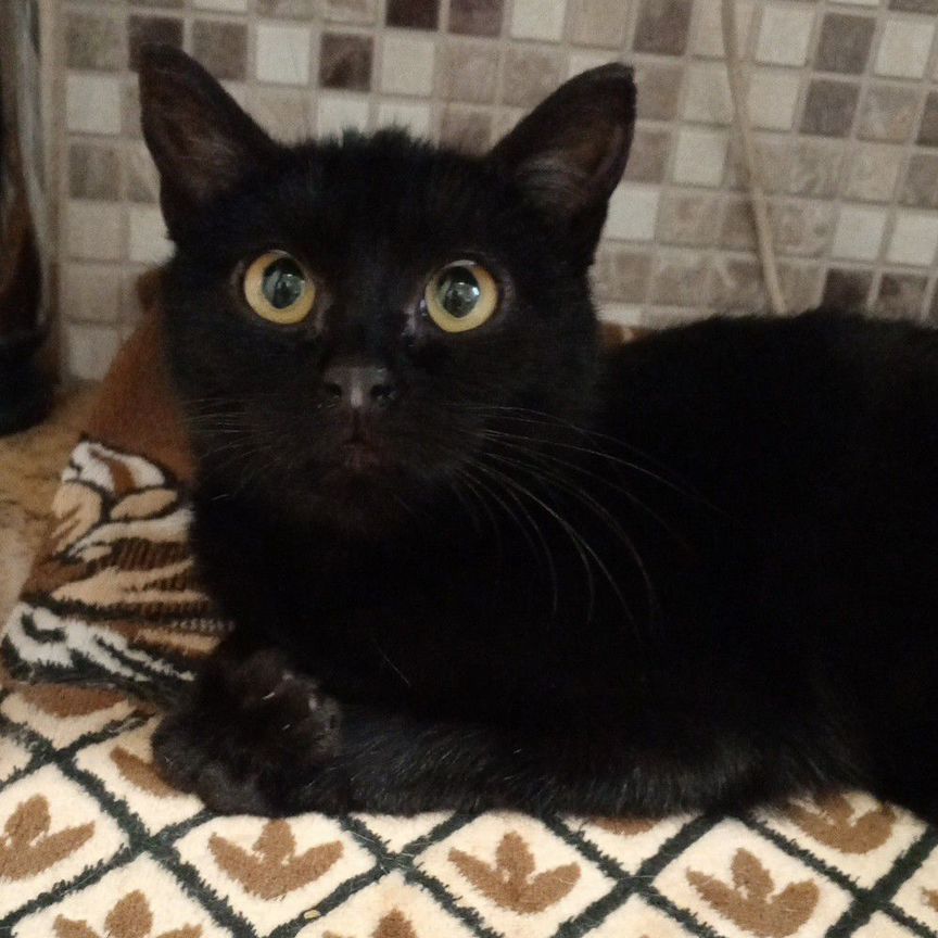 Отдам в добрые руки