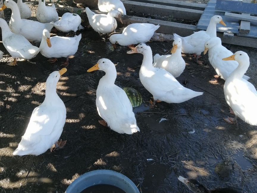 Утки старт 53