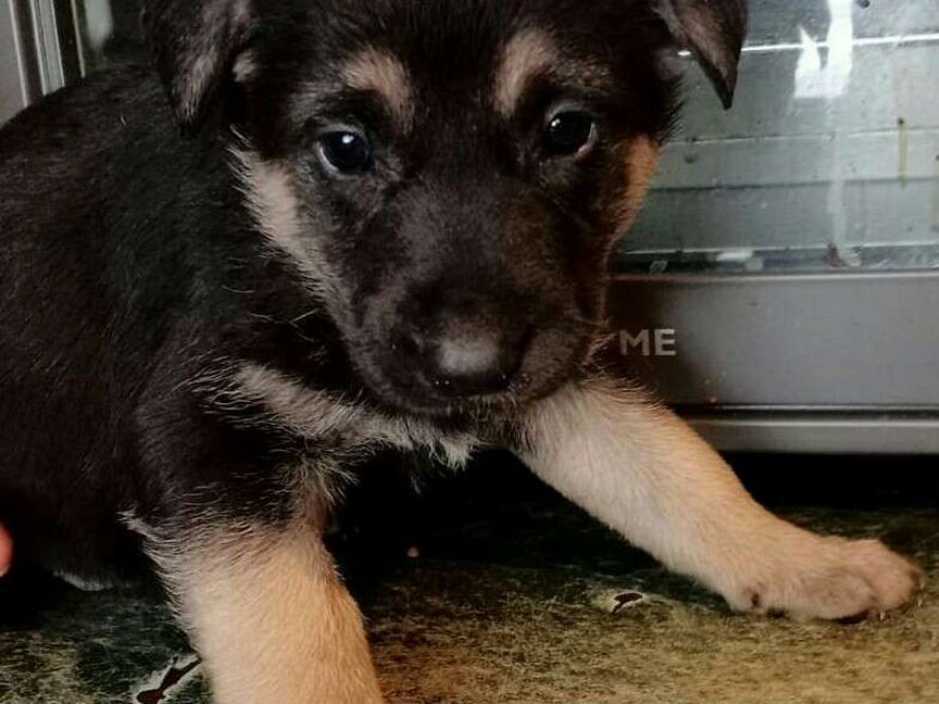 Восточник с немцем