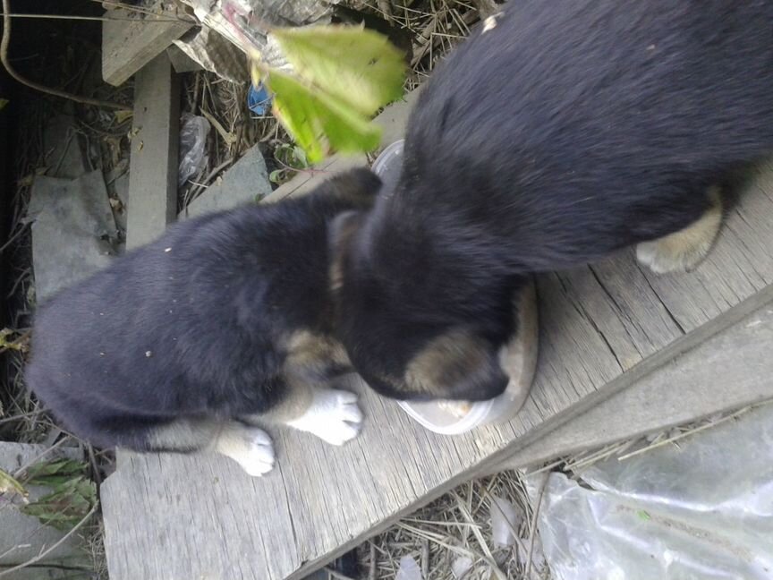 Полкан и Мухтар ищут дом