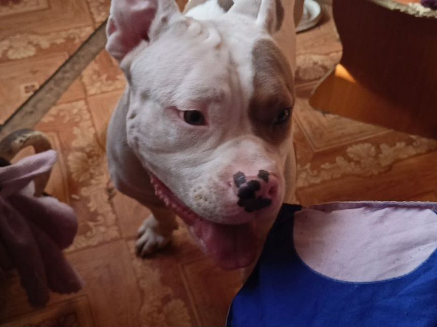 Американский булли классик