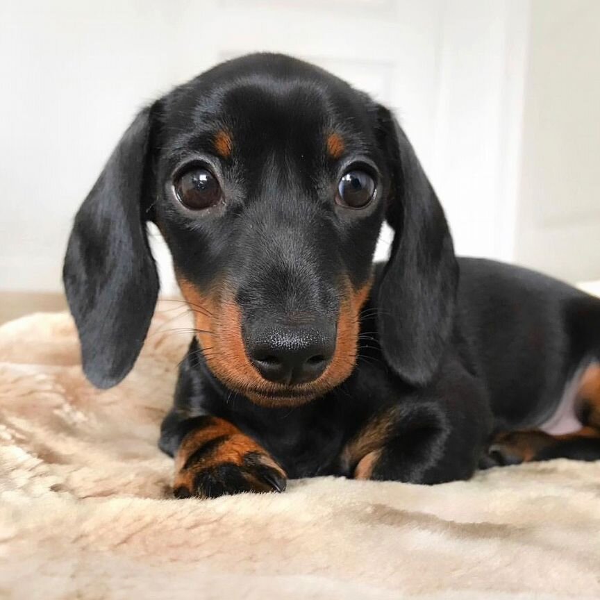 Такса в добрые руки мальчик