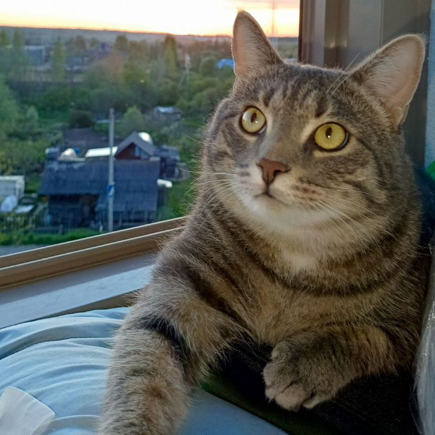 Взрослый кот в добрые руки