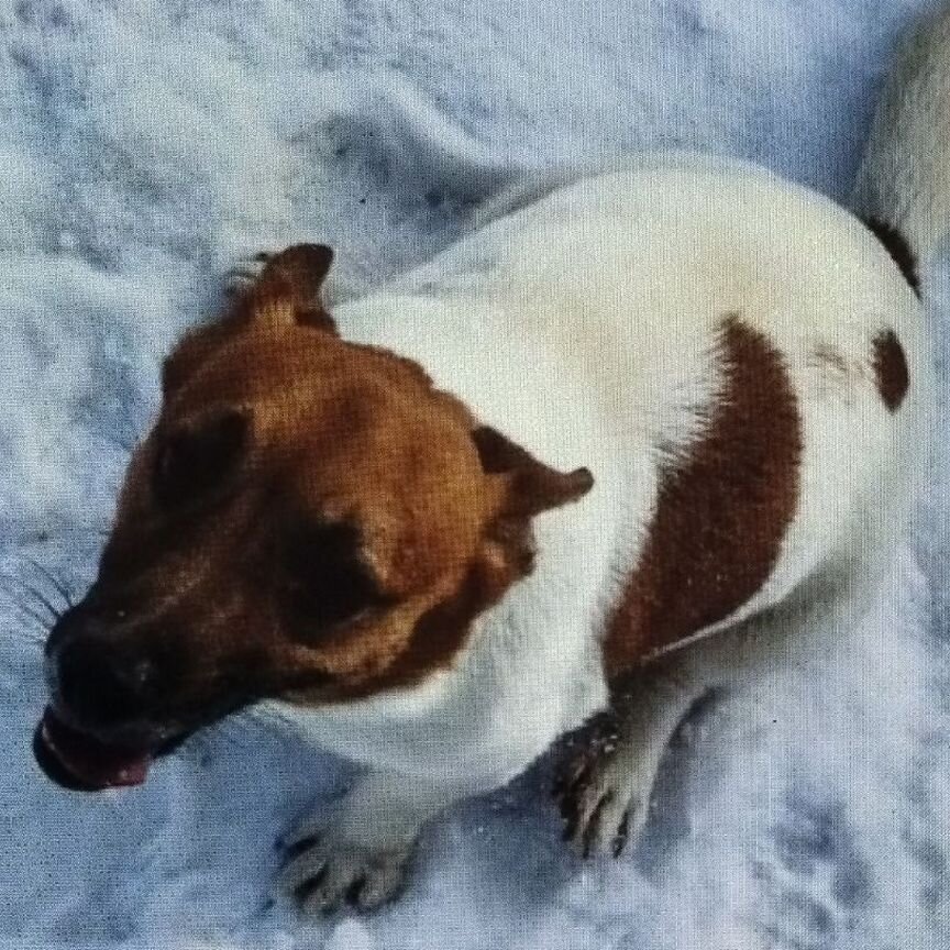 Джек-рассел-терьер, взрослая собака