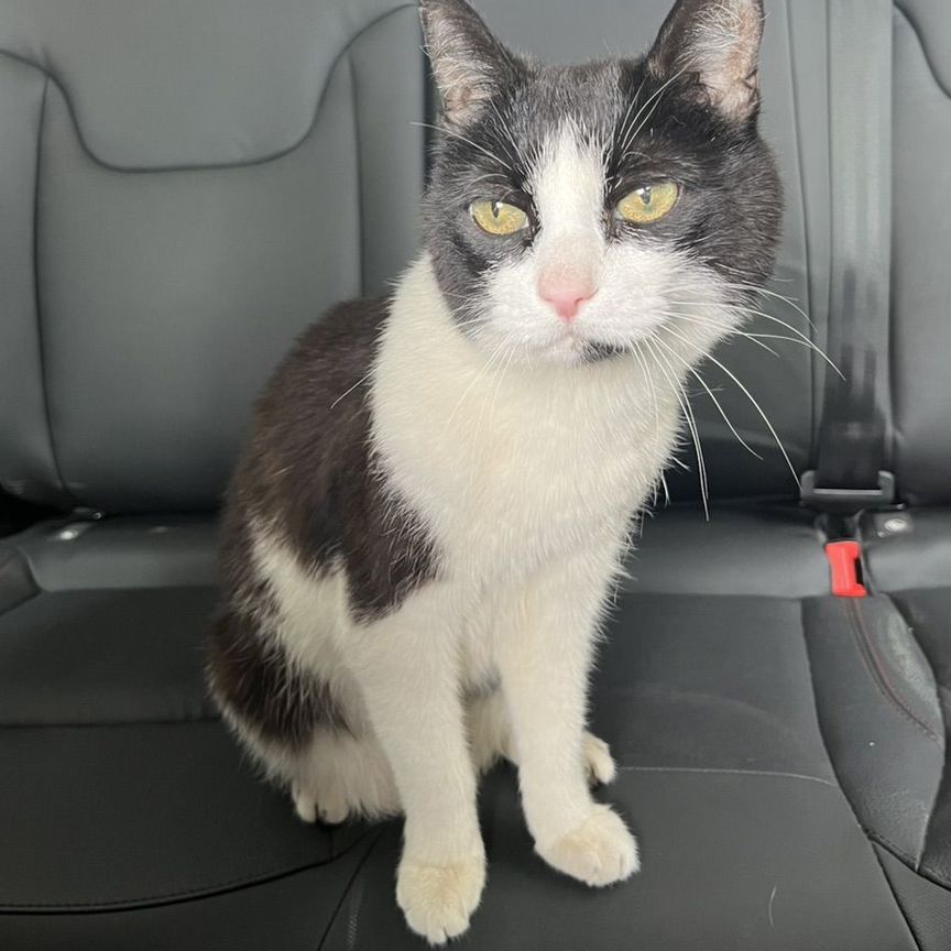 Взрослый кот в добрые руки