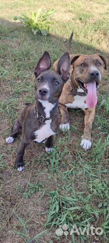 Стаффордширский терьер