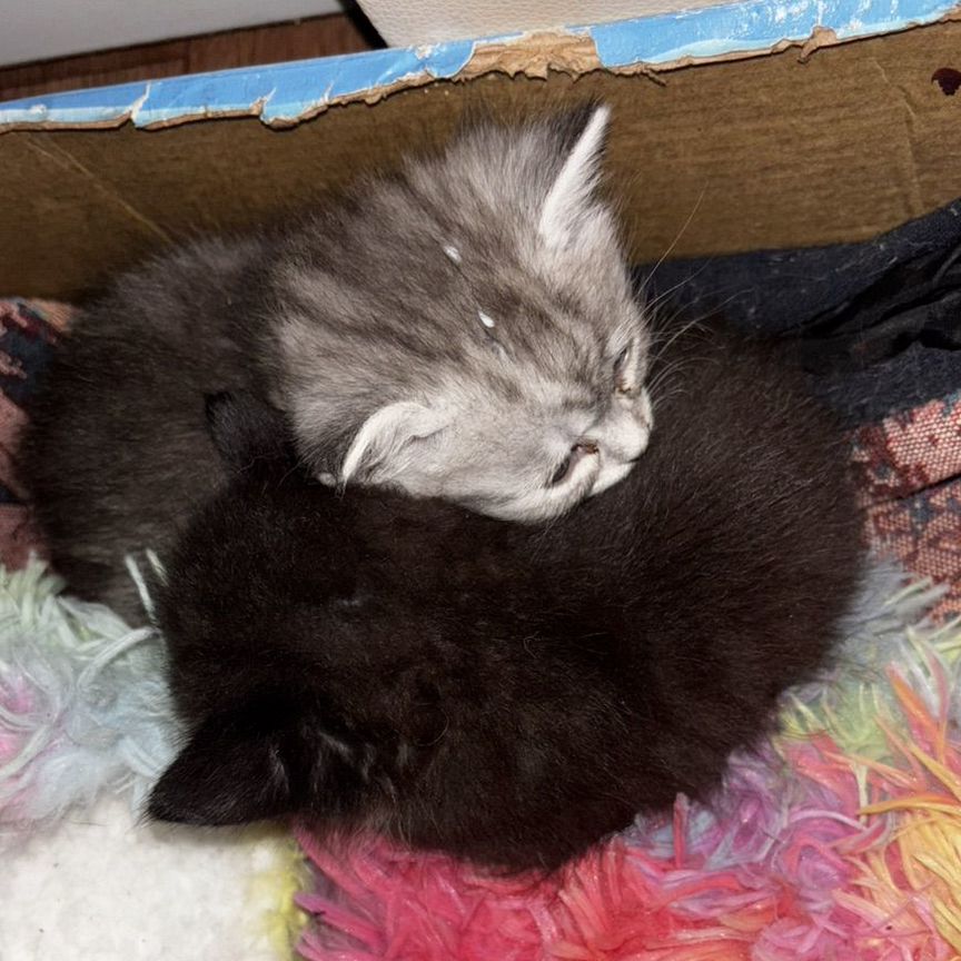Котятки в добрые руки