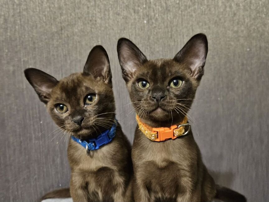 Бурманские котята