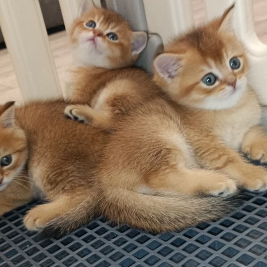 Котёнок от частного владельца