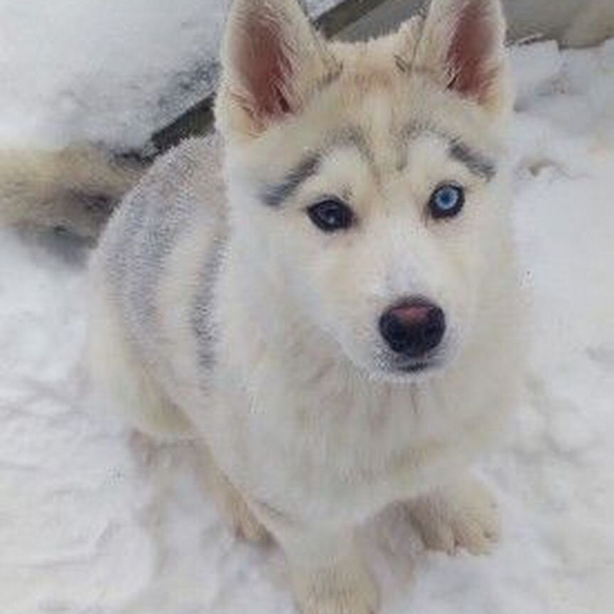 Сибирский хаски