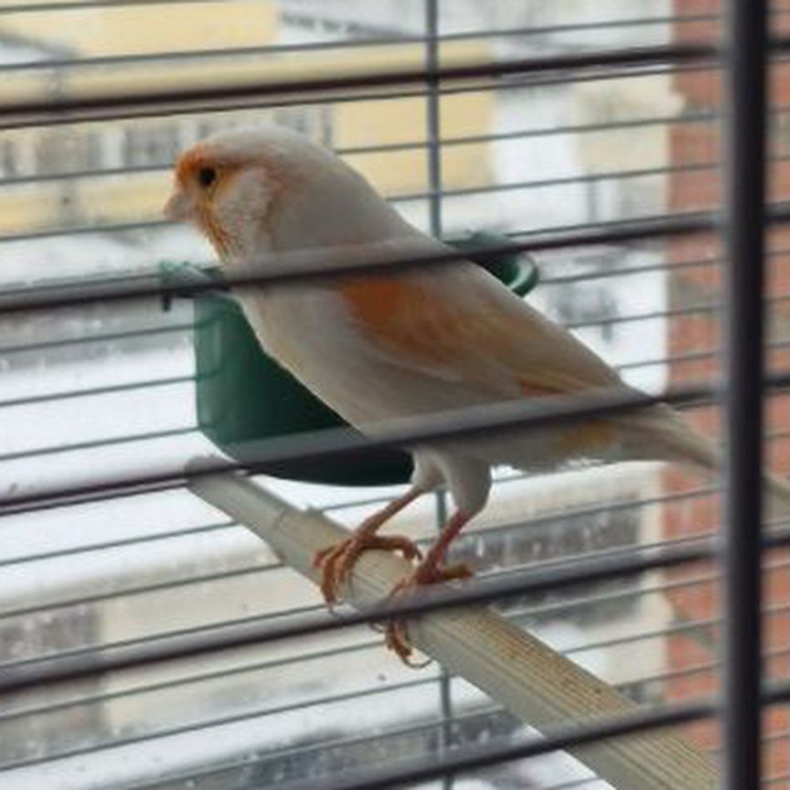 Кенара и канарейки