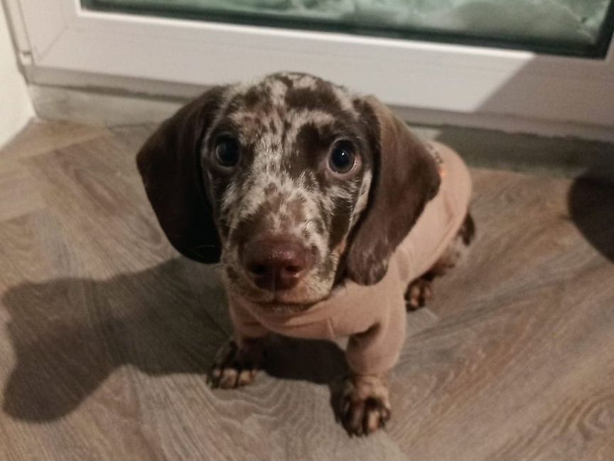 Мраморная такса