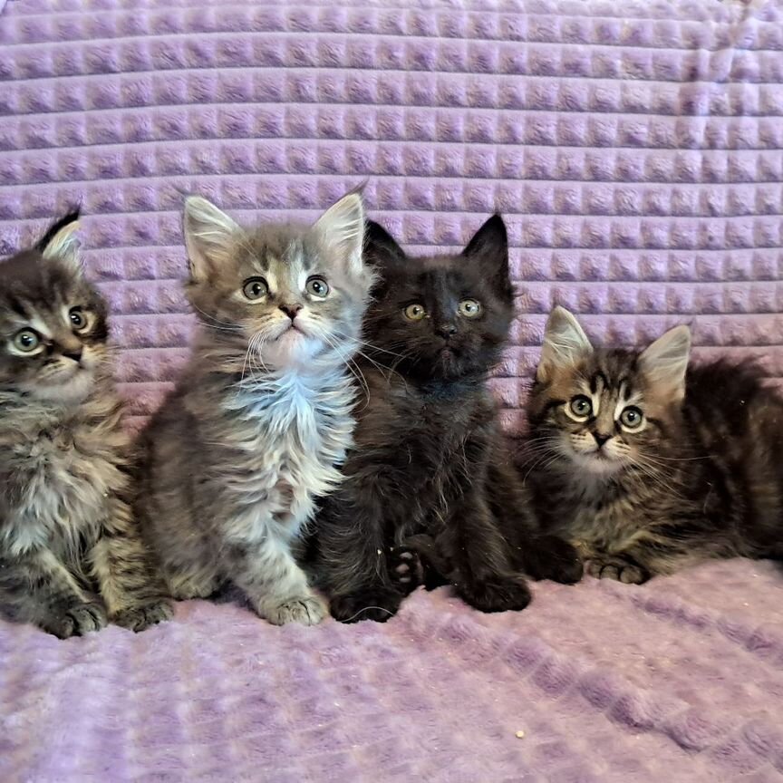 Котята- кунята