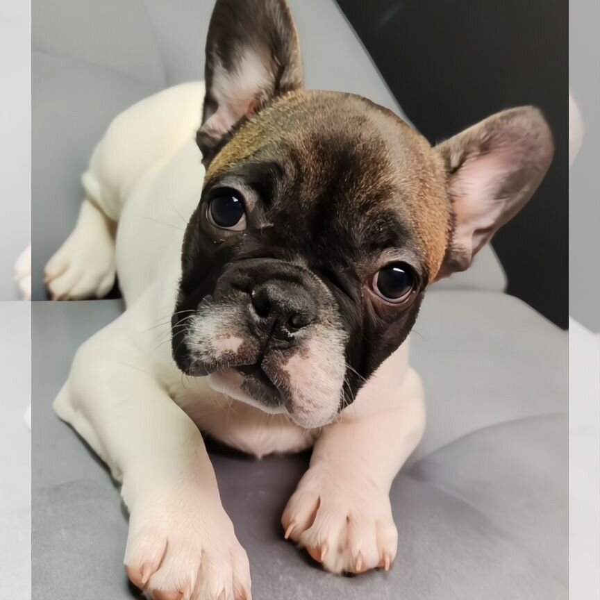 Французский бульдог, щенок