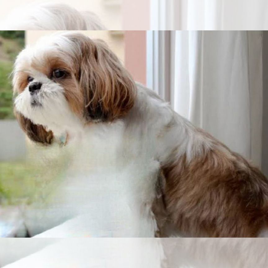 Ши-тцу, щенок