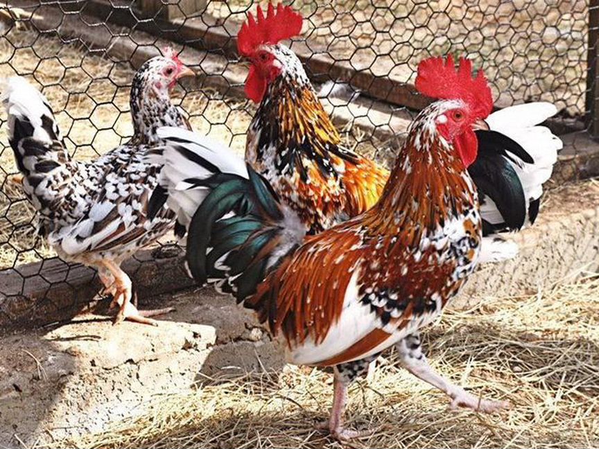 Бентамка семья 5 шт