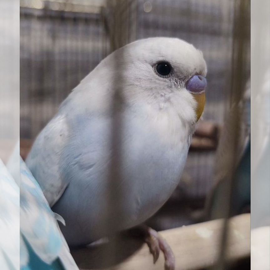 Волнистый попугай самец