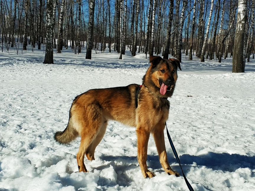 Дружелюбный Вегас ищет семью