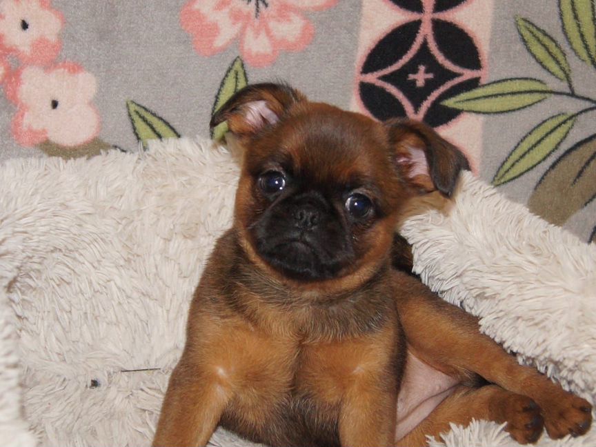 Щенки пти брабансона