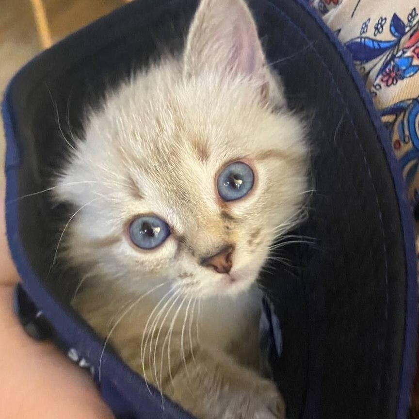 Отдам котенка в добрые руки