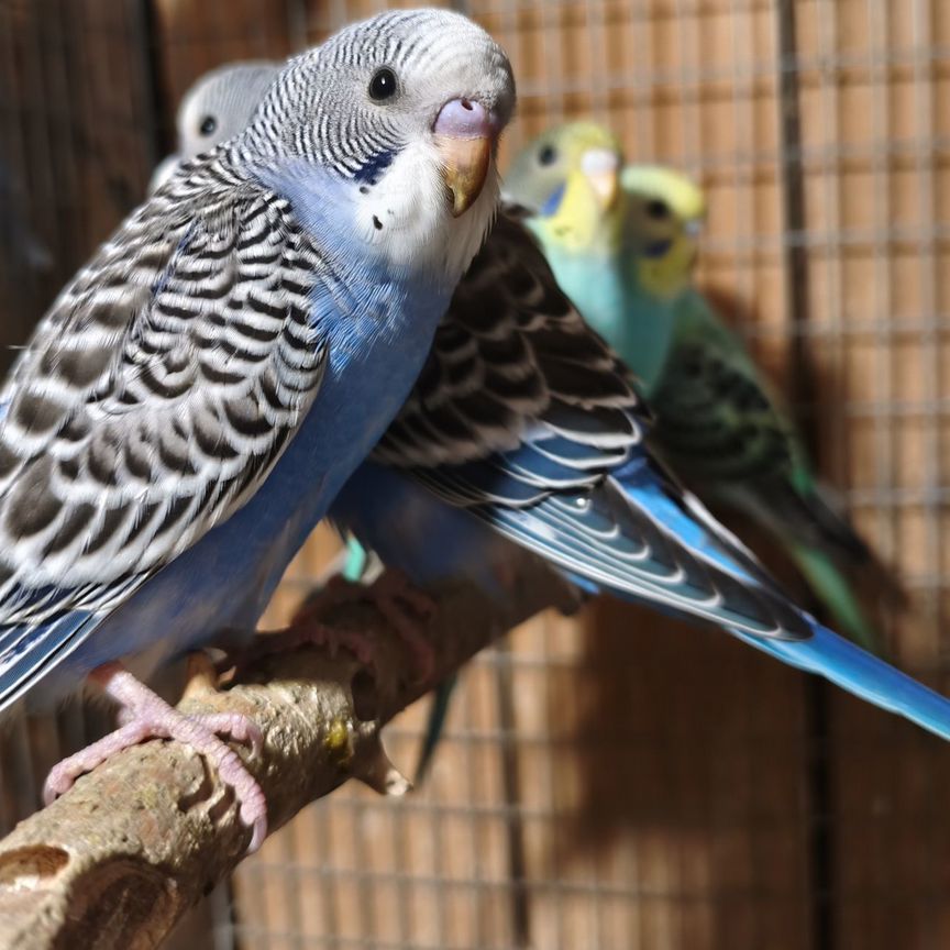 Птенцы волнистый попугай