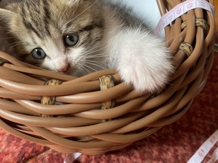 Котята в добрые руки даром