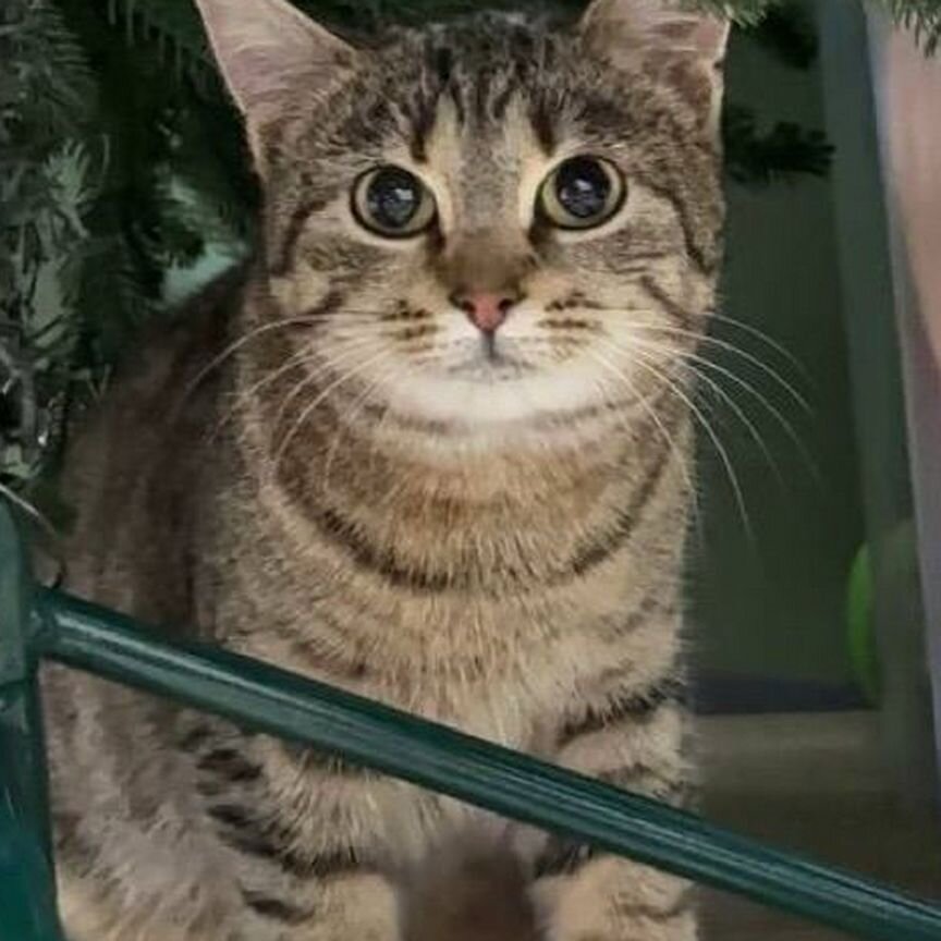 Взрослая, Девочка кошка в добрые руки