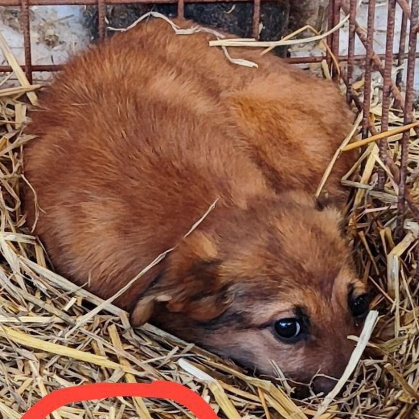 Щенок в добрые руки