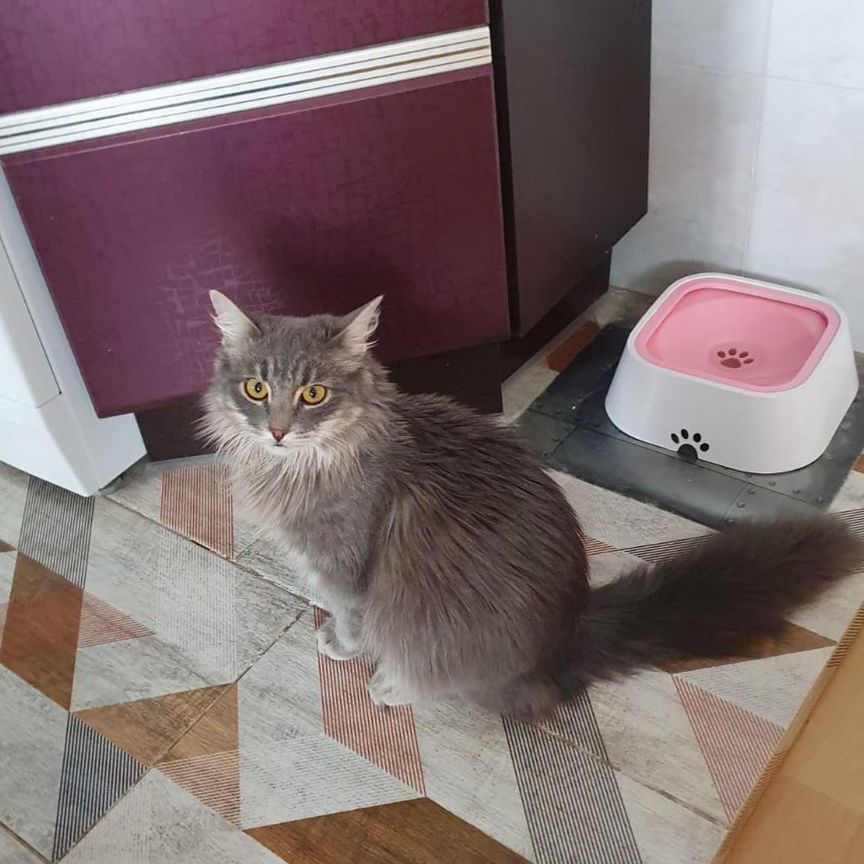 Ласковому котику нужен заботливый дом
