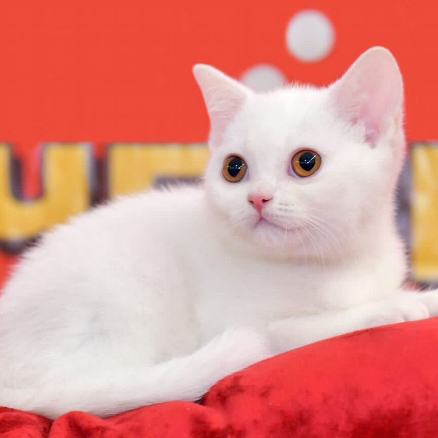 Британский белоснежный котик