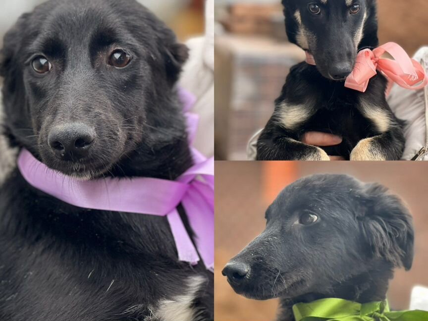 Самым добрым глазам - ищем добрые руки