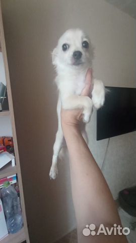 Чихуахуашка 3мес