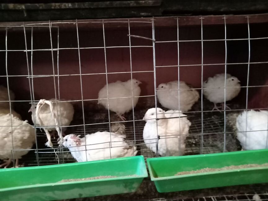 Перепела перепелки