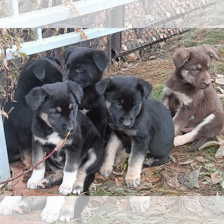 Щенки на охрану