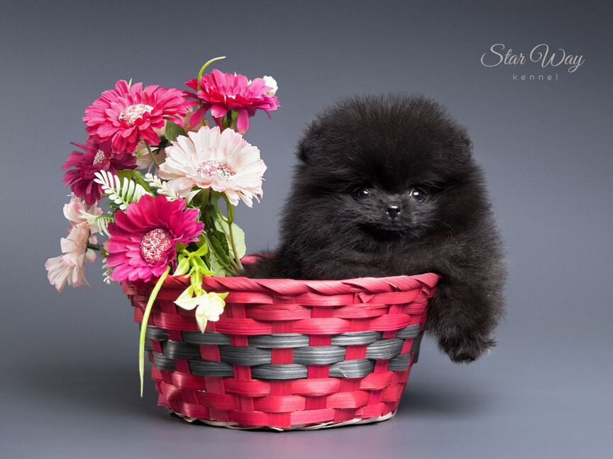 Мальчик-одуванчик в типе мишка