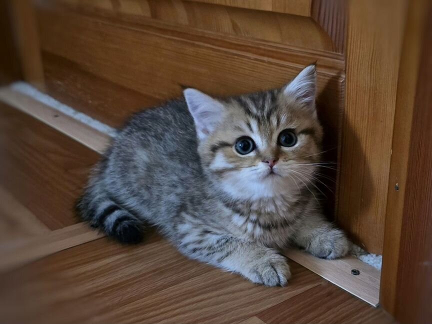 Продаётся шотландский мальчик страйт