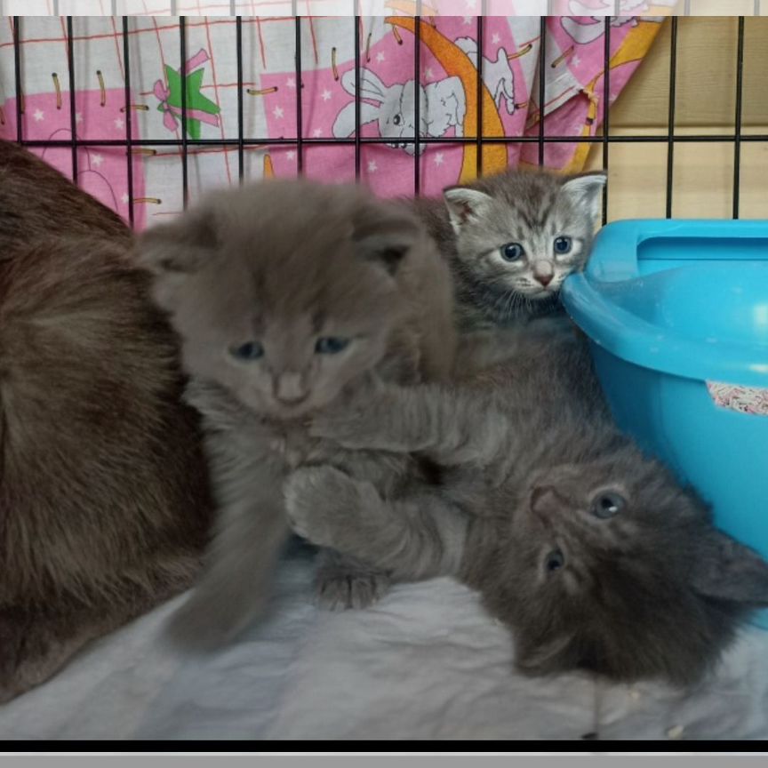 Котёнок в добрые руки