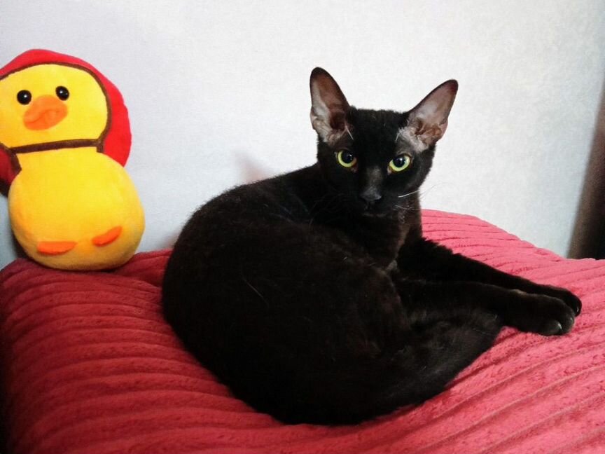 Котёнок Сфинкс браш