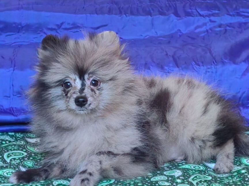 Шпиц мальчик