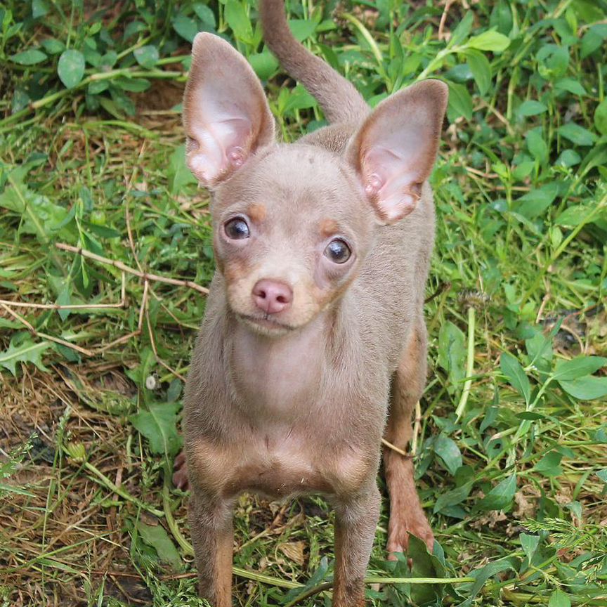 Мальчики подростки - взрослый вес от 1.2 до 2.7 кг