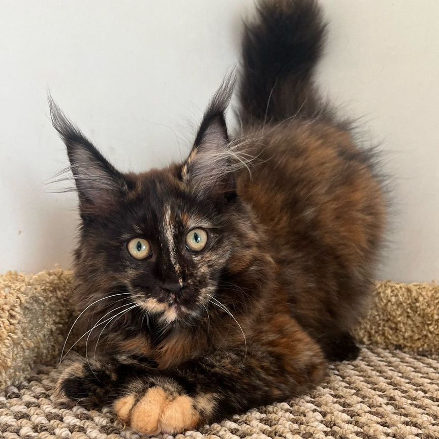 Мейн-кун котёнок